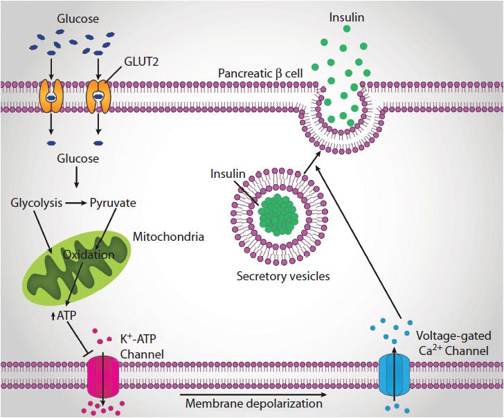 46 Insulin Function | Basicmedical Key
