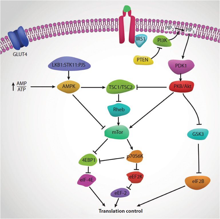 46 Insulin Function | Basicmedical Key