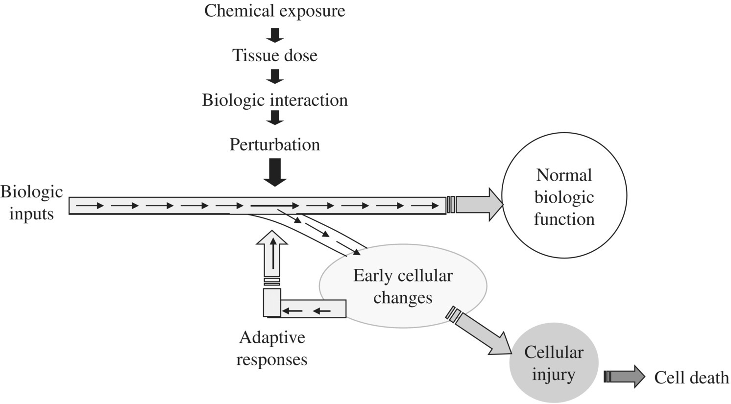 TOXICOKINETICS | Basicmedical Key