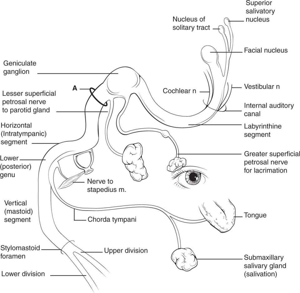 Otolaryngology: Diseases Of The Head And Neck | Basicmedical Key