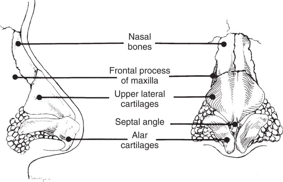 Otolaryngology: Diseases Of The Head And Neck | Basicmedical Key