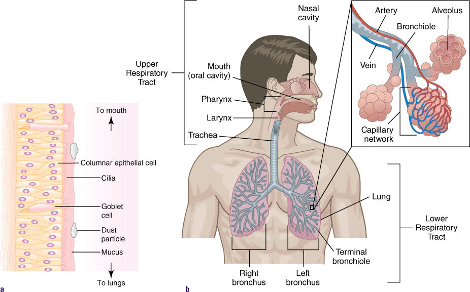 Influenza Viruses | Basicmedical Key