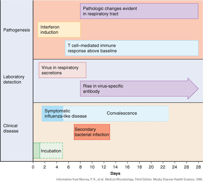 Influenza Viruses | Basicmedical Key