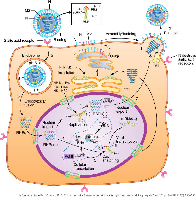 Influenza Viruses | Basicmedical Key