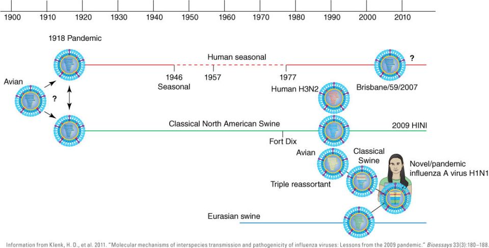 Influenza Viruses | Basicmedical Key