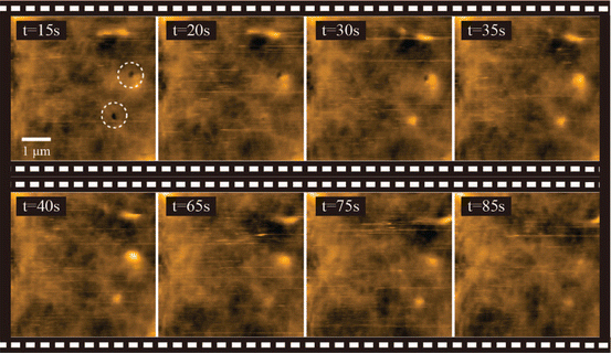 Atomic Force Microscopy: Imaging and Rheology of Living Cells ...