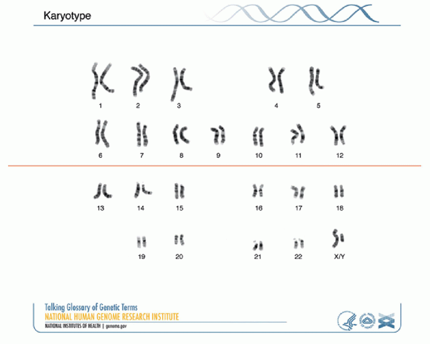 Genetics Basicmedical Key 3958