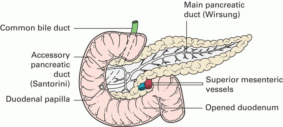 2: The Abdomen and Pelvis | Basicmedical Key
