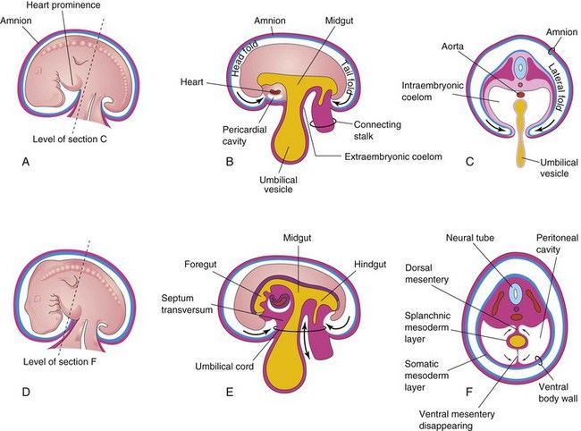 Body Cavities and Diaphragm | Basicmedical Key