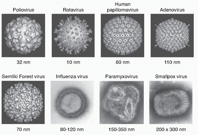 Microorganisms and Resistance | Basicmedical Key