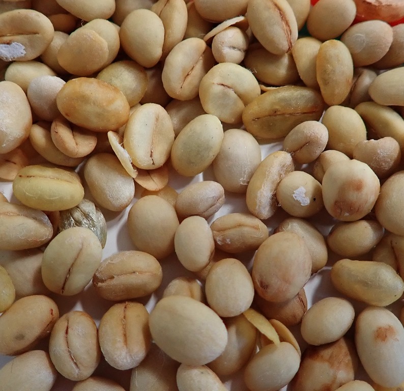 Toes in the water, ass in the sand | Bedrock to Belize!!!