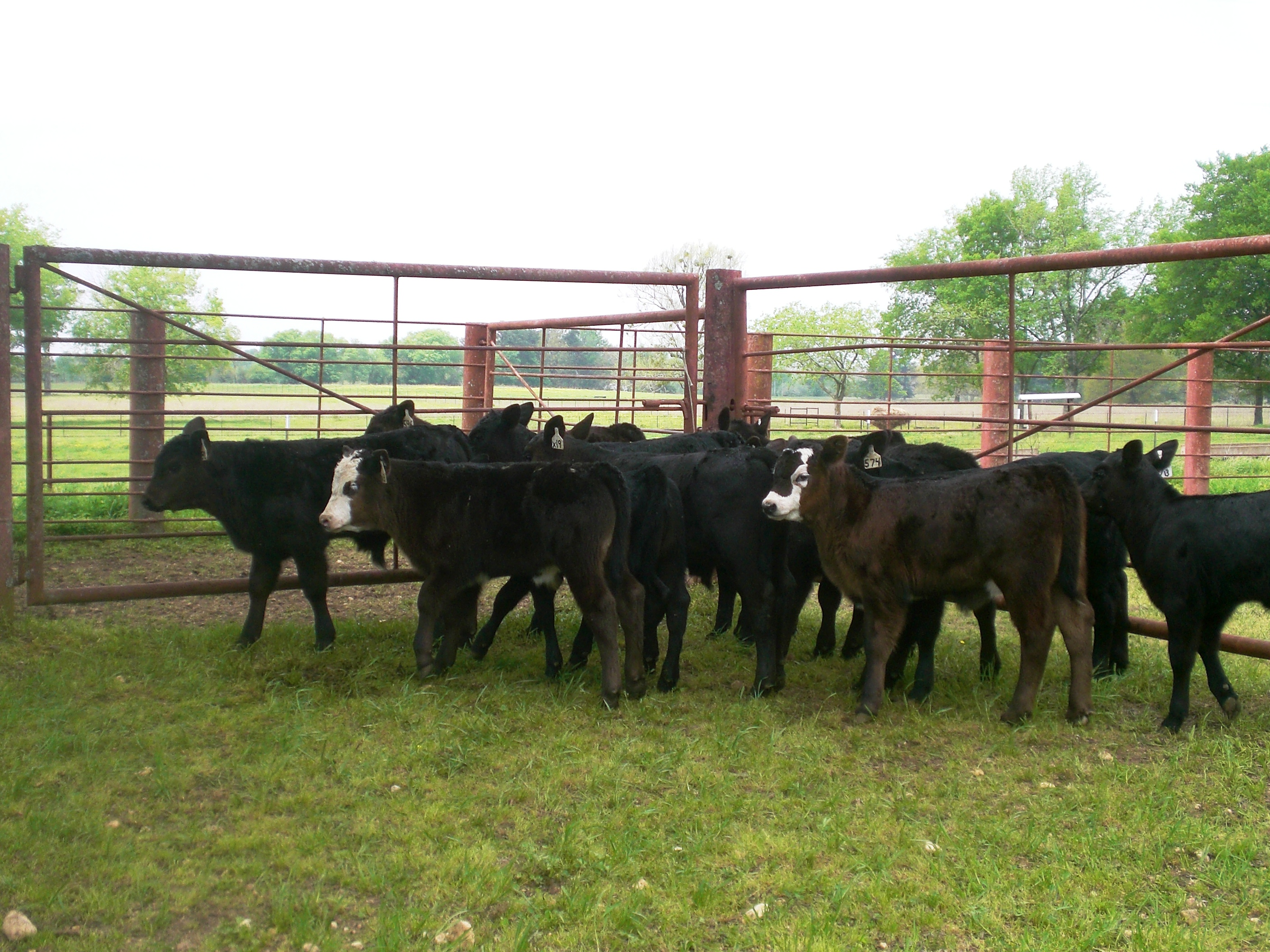 Time for Cattle Doctoring – Beef Runner