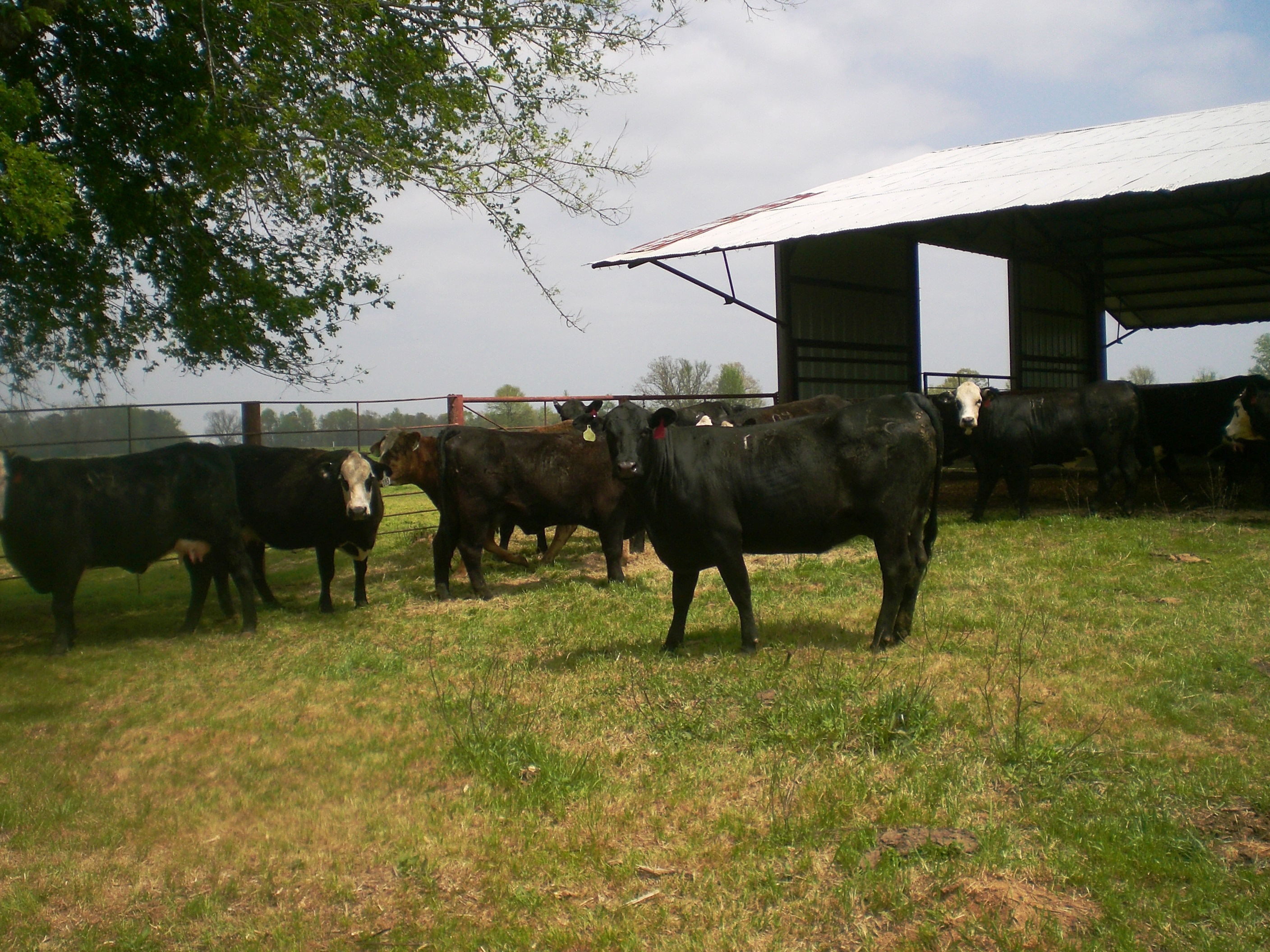 Time for Cattle Doctoring – Beef Runner