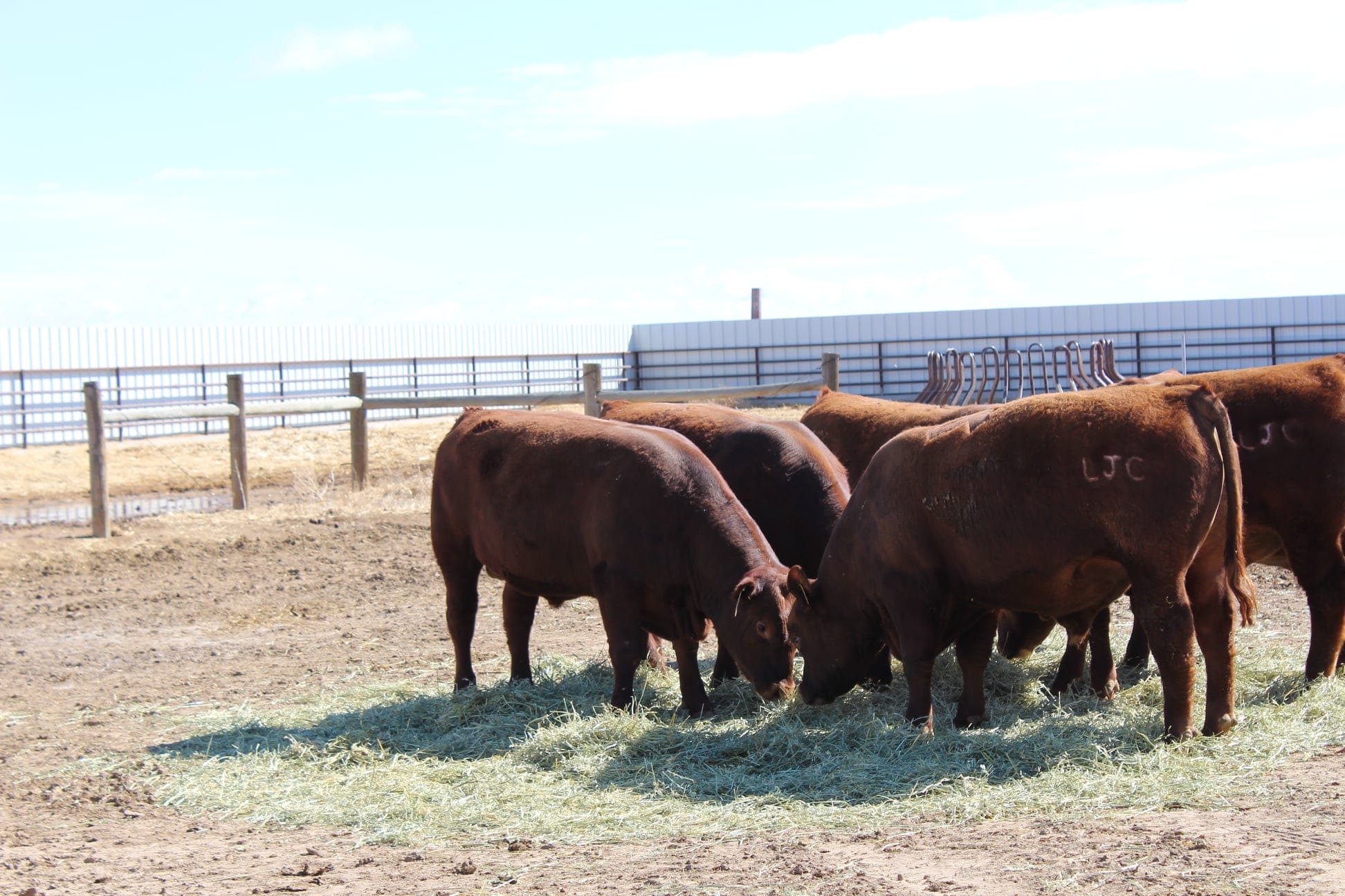 Sharing Seasons of Life Through Advocacy | Beef Runner