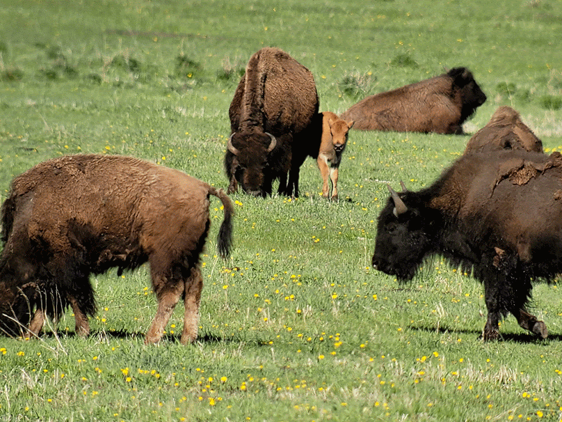 Springtime bison in Yellowstone: Wordless Wednesday - bend branches