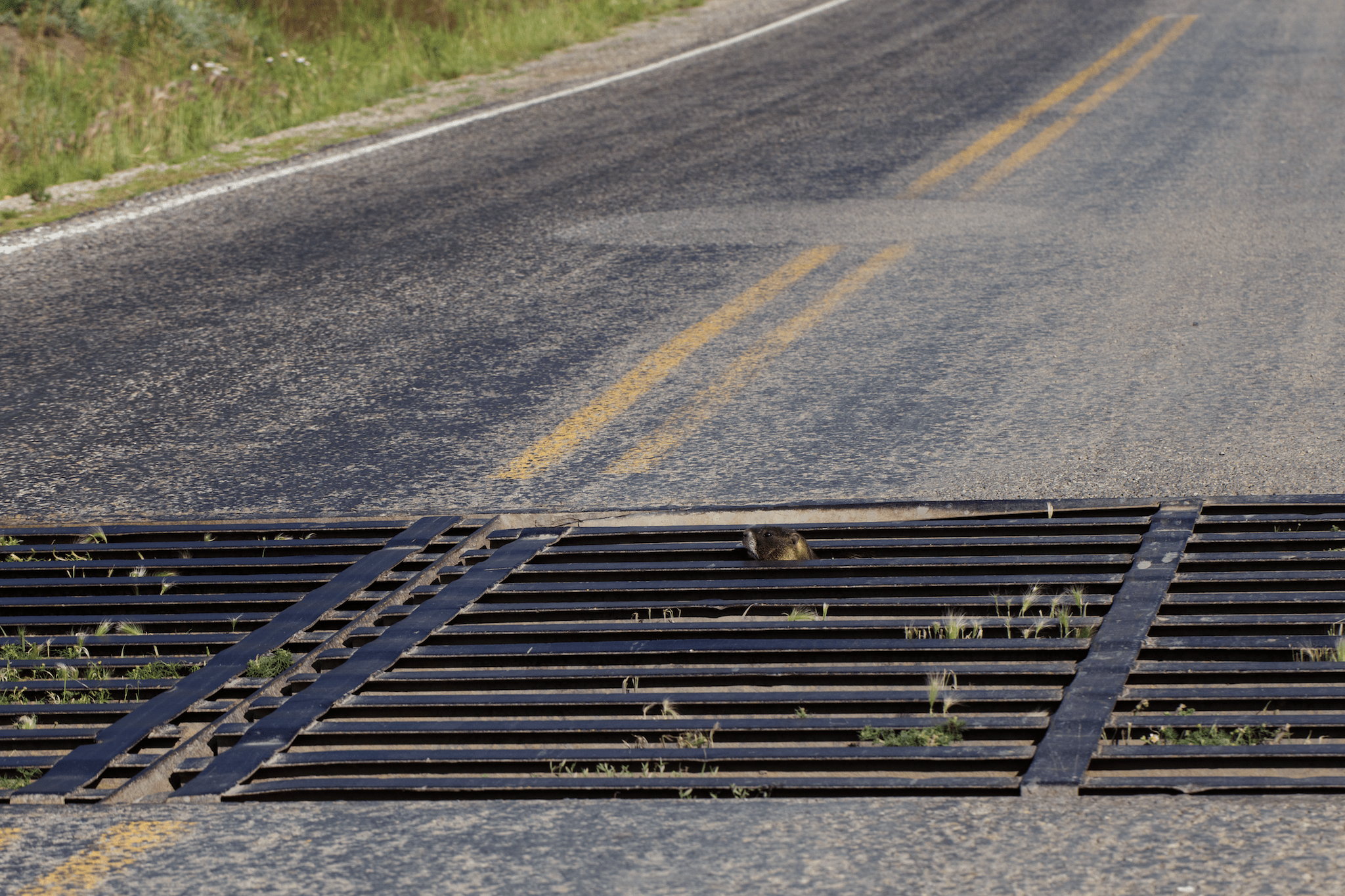 Summer is over – Macrosystems Ecology Laboratory