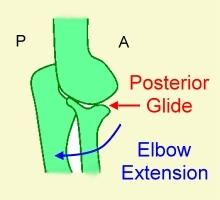 Elbow Complex – Anatomical Considerations | BEST Performance Group