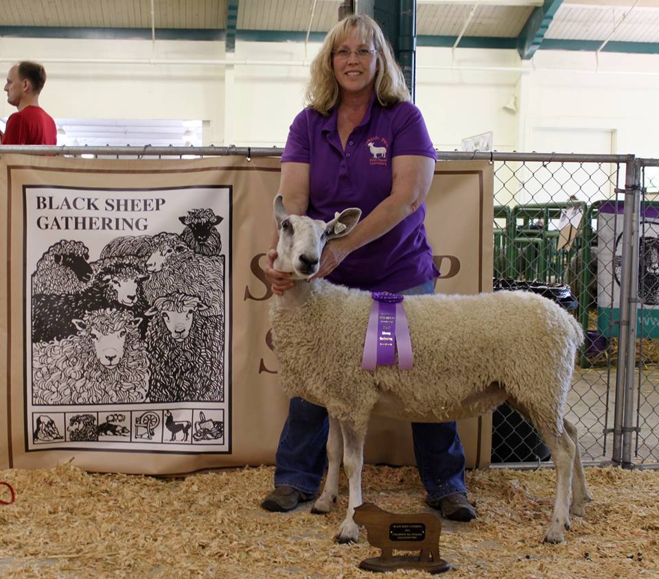 Champion BFL ewe at Black Sheep Gathering – Bluefaced Leicester Sheep