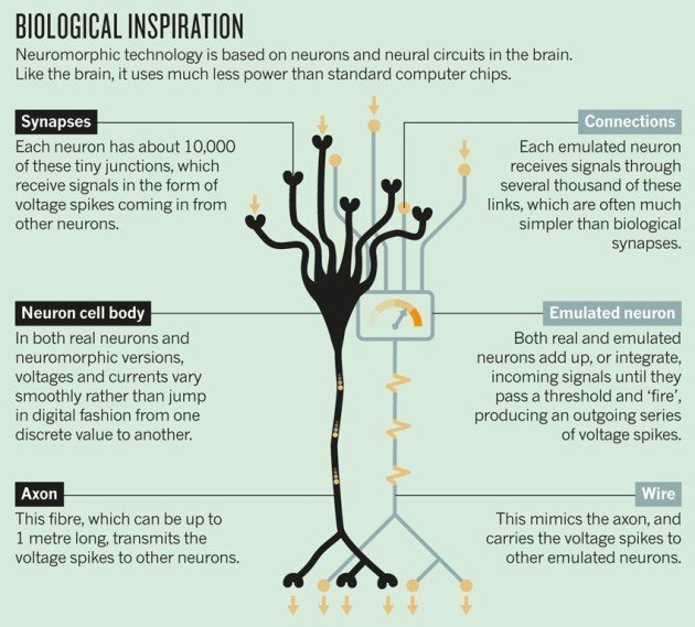Neuroelectronics Make Smarter Computer Chips – BIOENGINEER.ORG