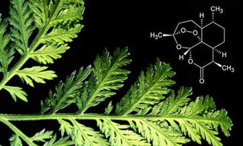 Understanding natural compounds – BIOENGINEER.ORG