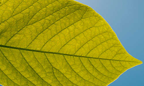 Bionic Leaf: Bacteria Convert Solar Energy Into Liquid Fuel ...