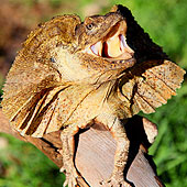 Wildlife School Incursion in Melbourne: What Are The Benefits for ...