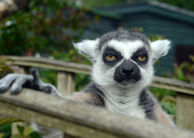 Craigslist used in elaborate animal scheme | Greg's Corner