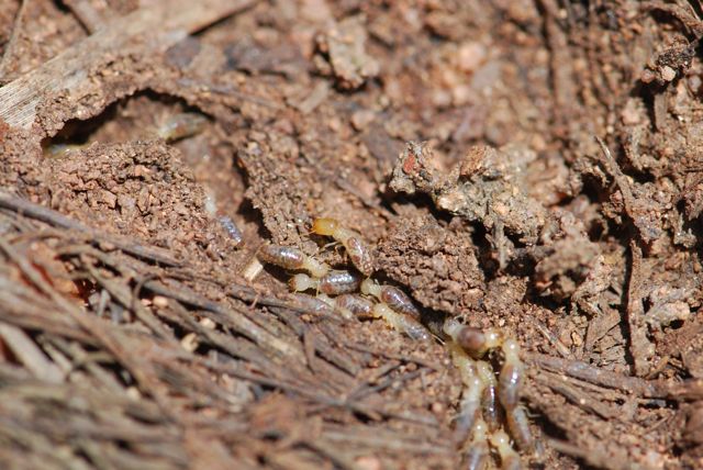 termites – Growing With Science Blog
