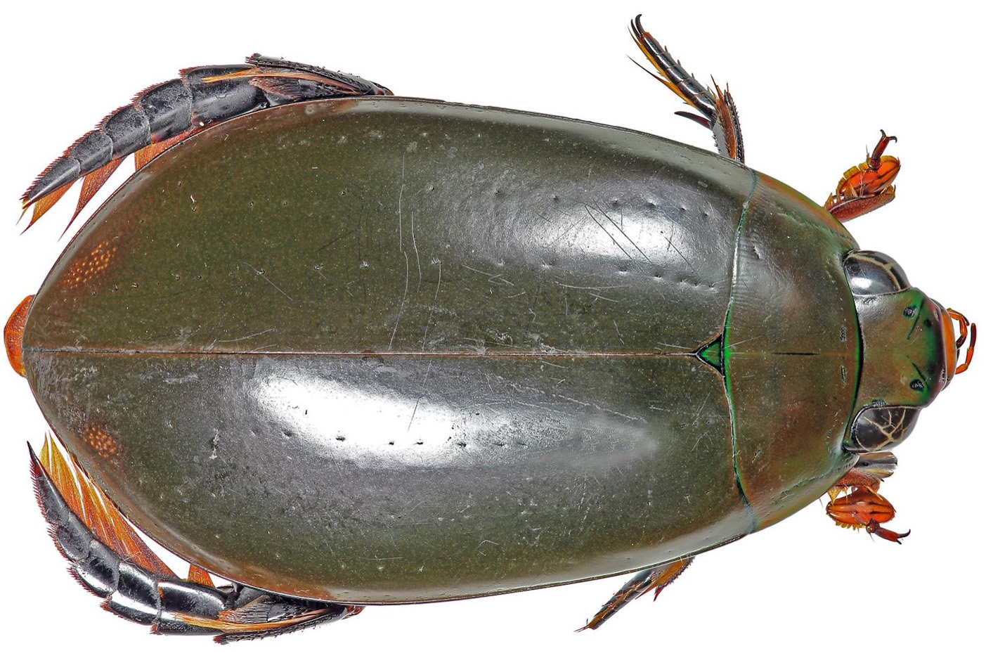 water beetles | Blog