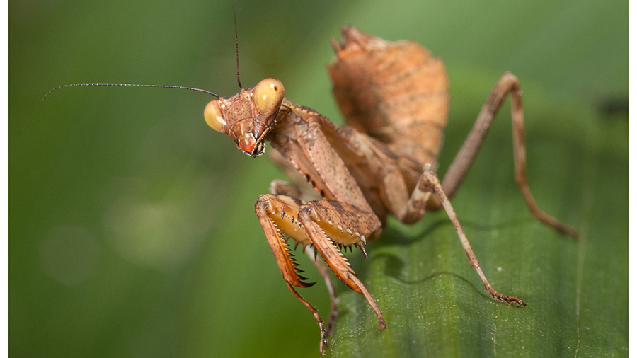 Male & female mantises differ in camouflage | Pensoft blog