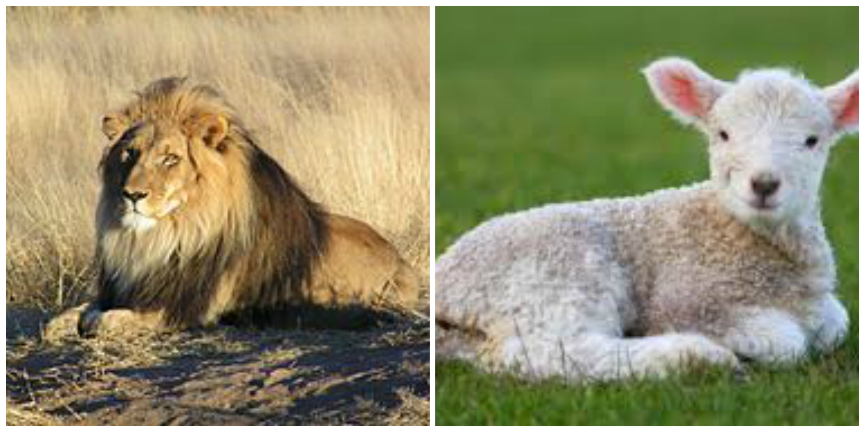 Are You A Lion Or Lamb? | Shooting-Performance.com