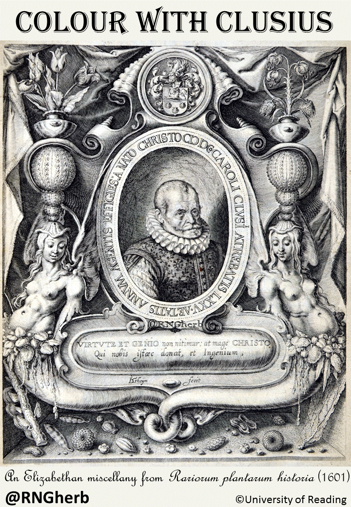 Colour with Clusius | Culham Research Group