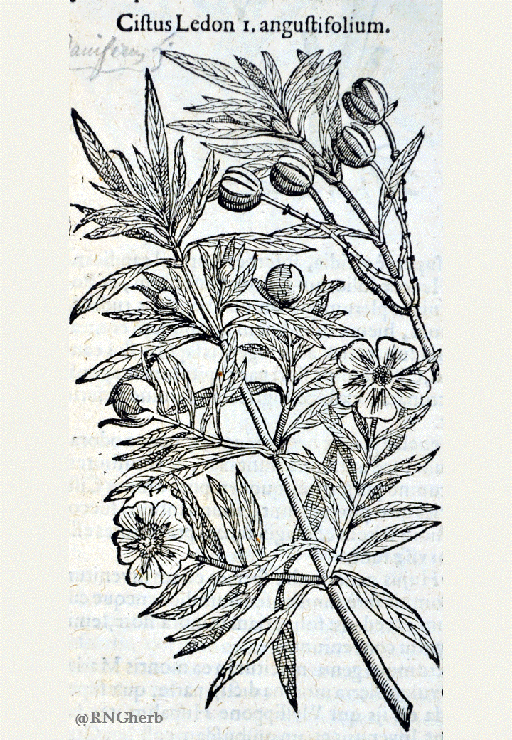 Colour with Clusius | Culham Research Group