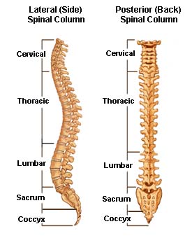 Spinal Cord Injury Levels | Bone and Spine