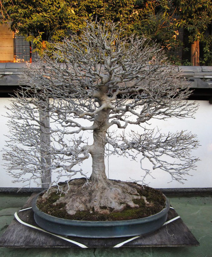 Nebari Bonsai - Acer Palmatum 38 Cm 30 Years Old With A Nebari Of 10 5 ...