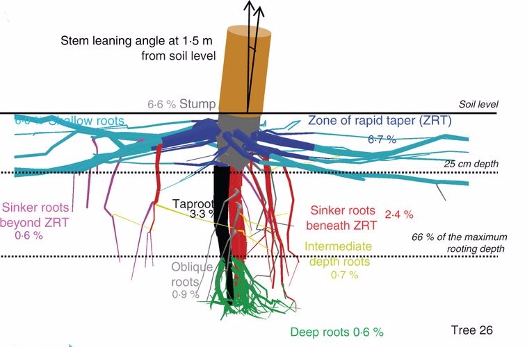 Anchorage failure is prevented by a rigid central part of the root ...