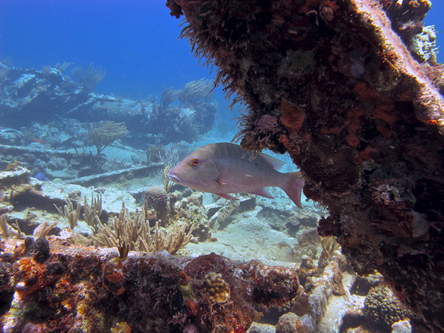RMS RHONE - BVI DIVE MAP