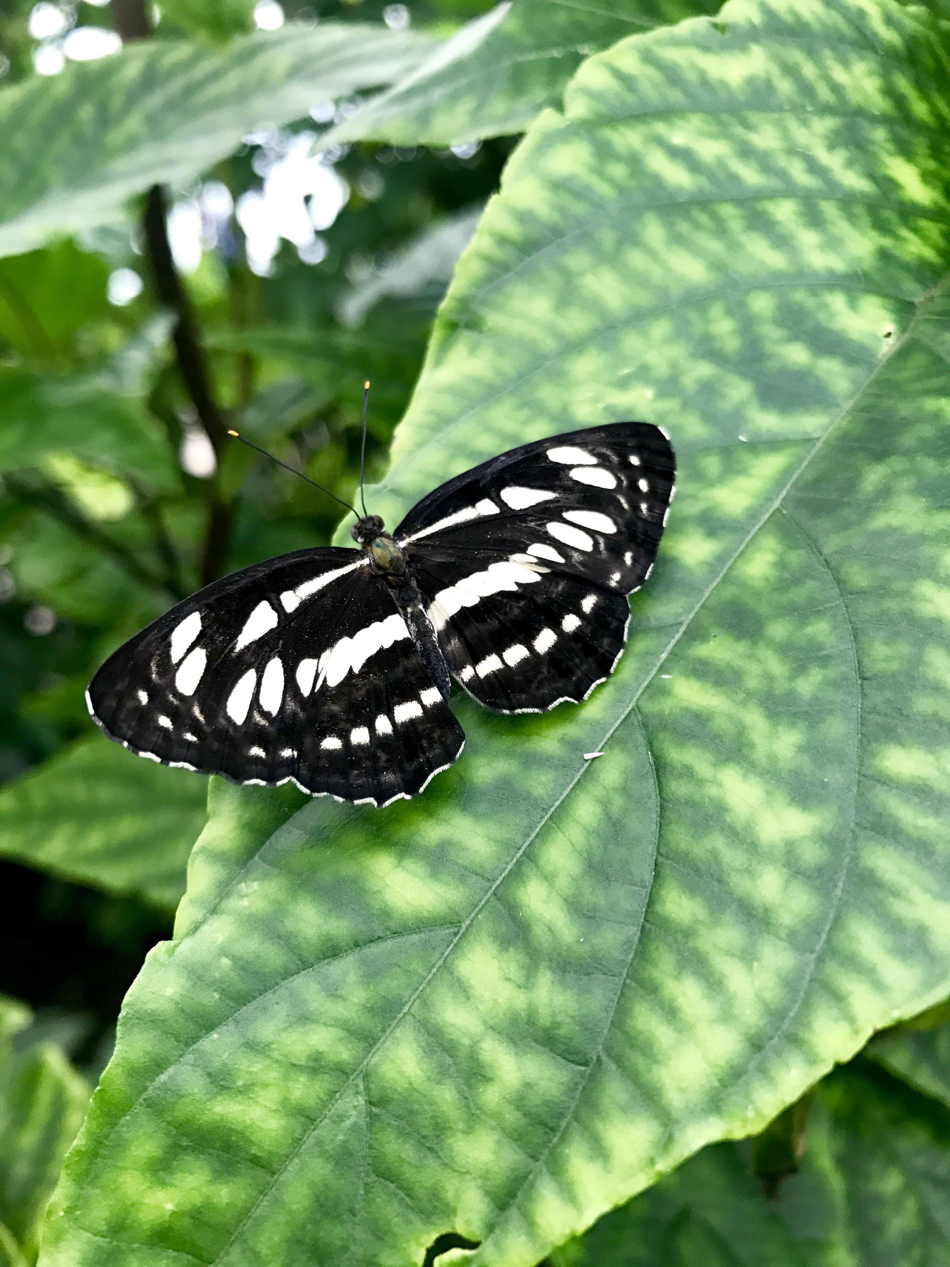 An afternoon at Wye Valley Butterfly Zoo and The aMazing Hedge Puzzle ...