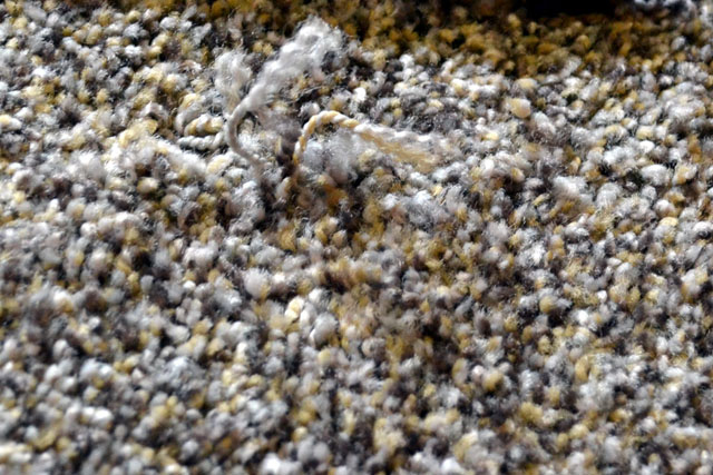 Carpet Sprouting, Sprouts, Carpet Tuft Loss and Holes