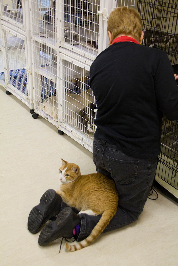 Bachelor of the Week: Peeky! – Cat In The Fridge