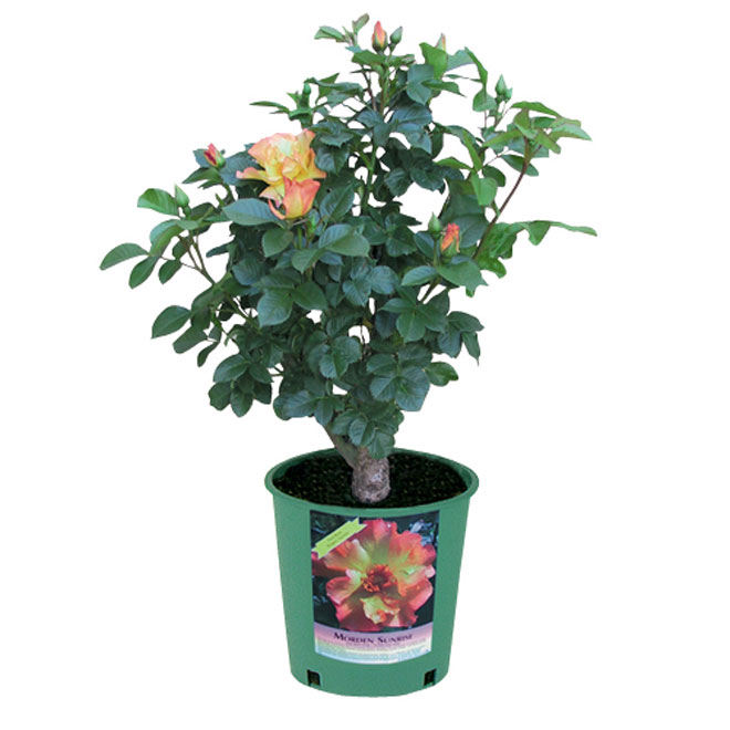 Rose Bush Plant / Rosa White Knock Out Shrub Rose : Take a look at some ...
