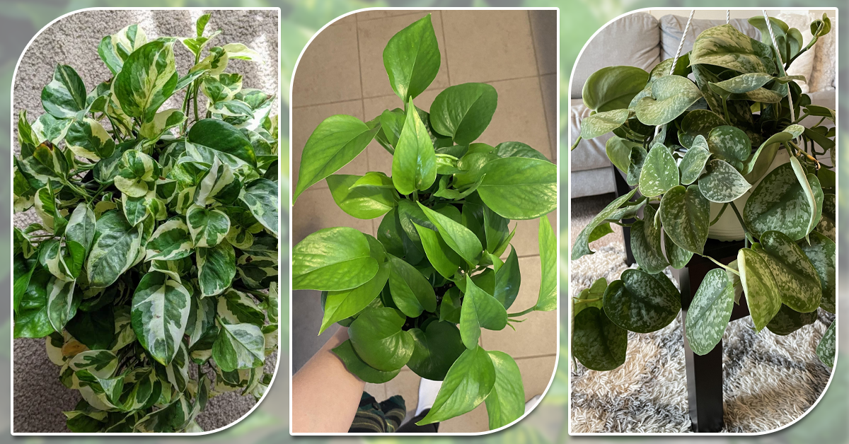 Pothos Varieties Plant / 10 Pothos Varieties For Your Houseplant ...