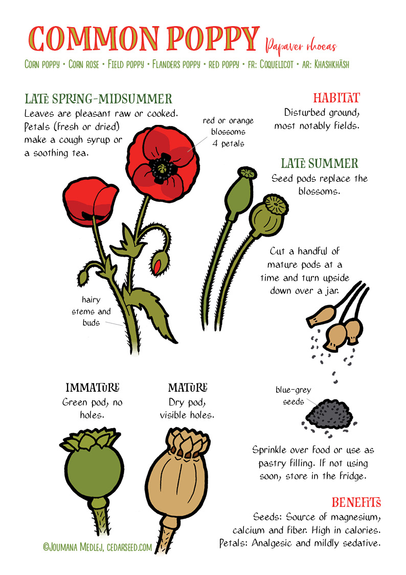 Foraging – Cedarseed