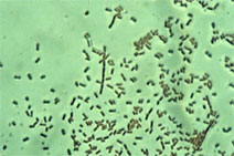 Soil Biology - CharGrow