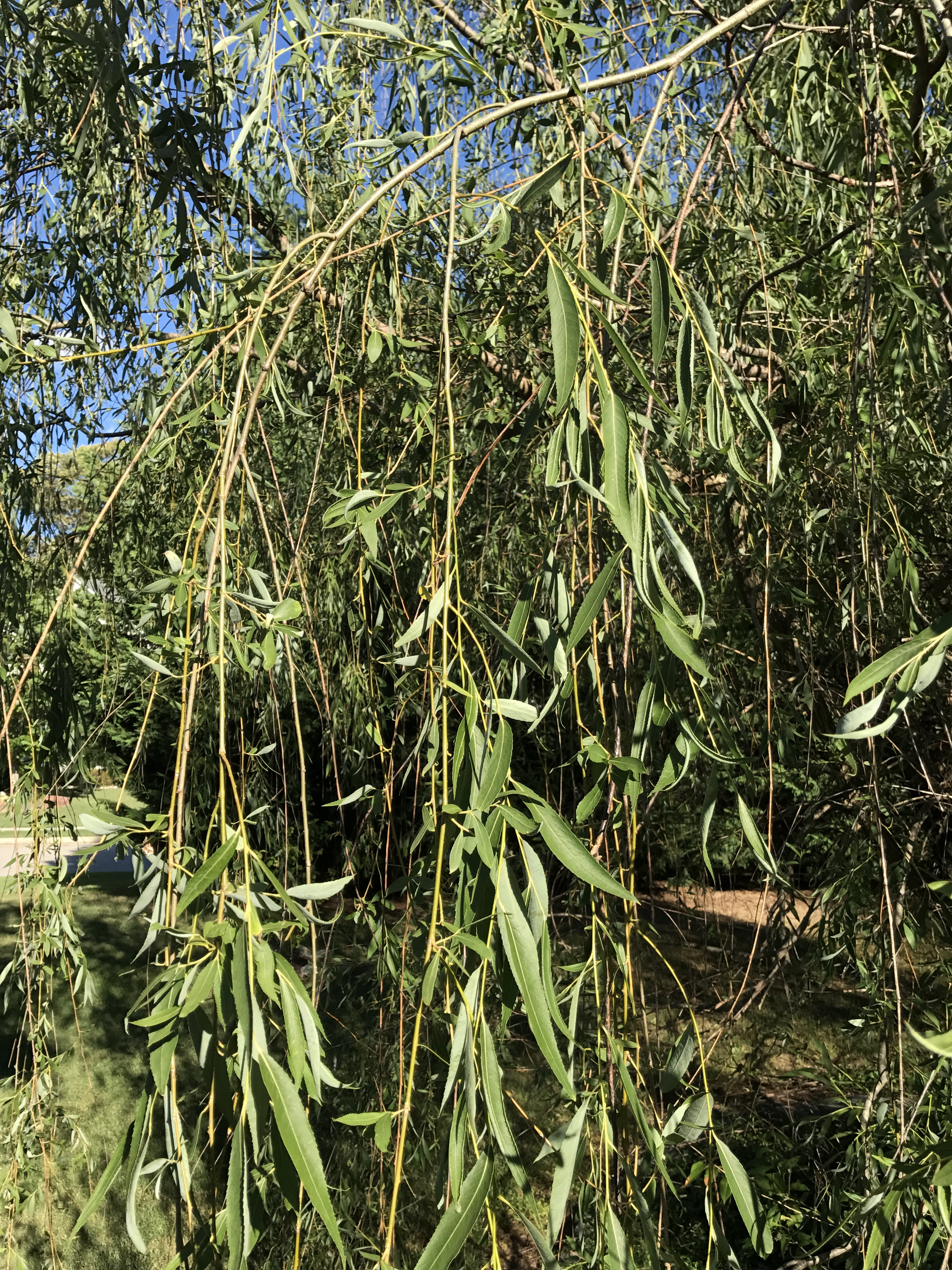 weeping willow to some convey a feeling of sorrow and death