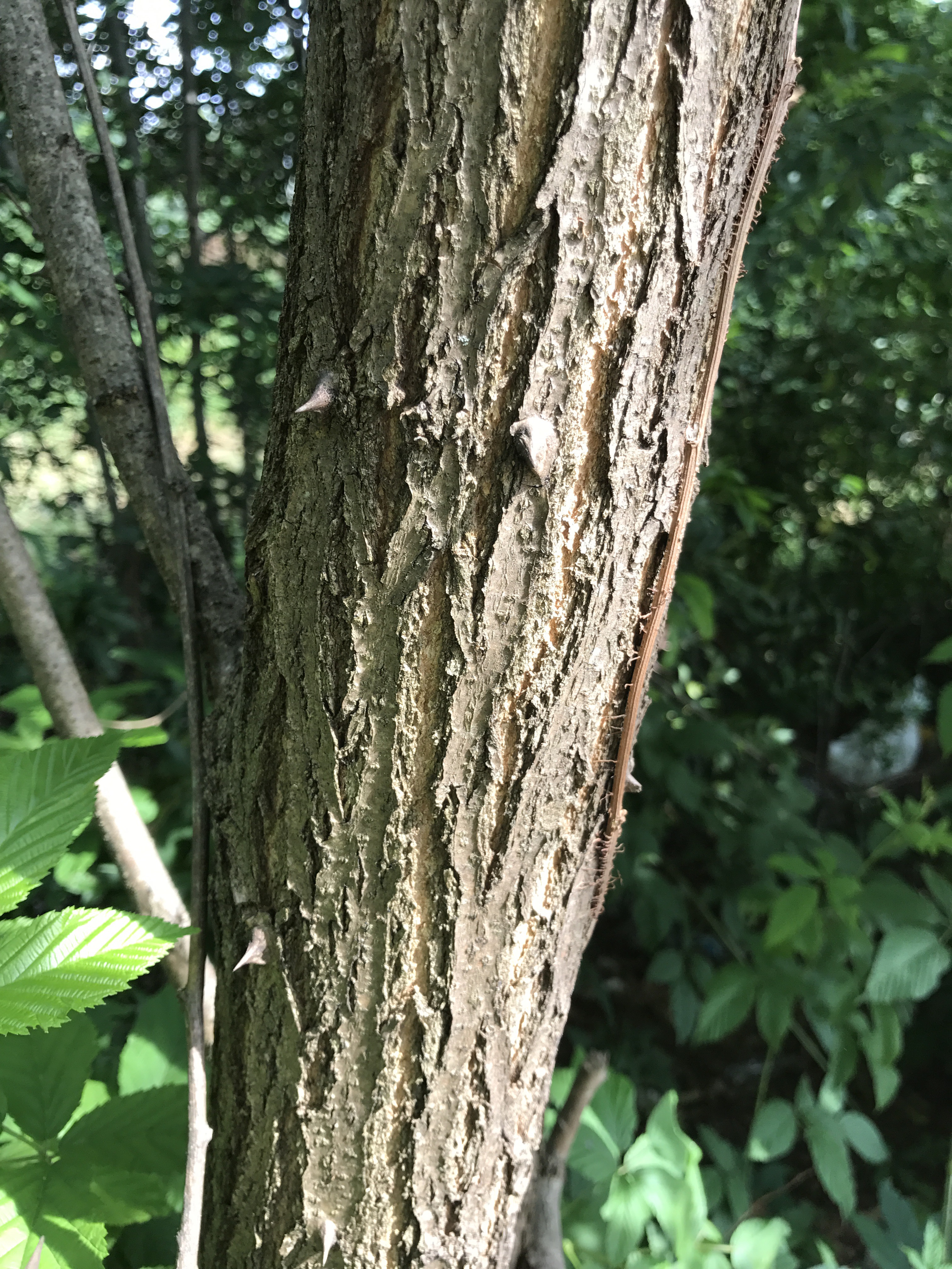 black locust flowers and young pods and seeds are edible – ChasingTrees