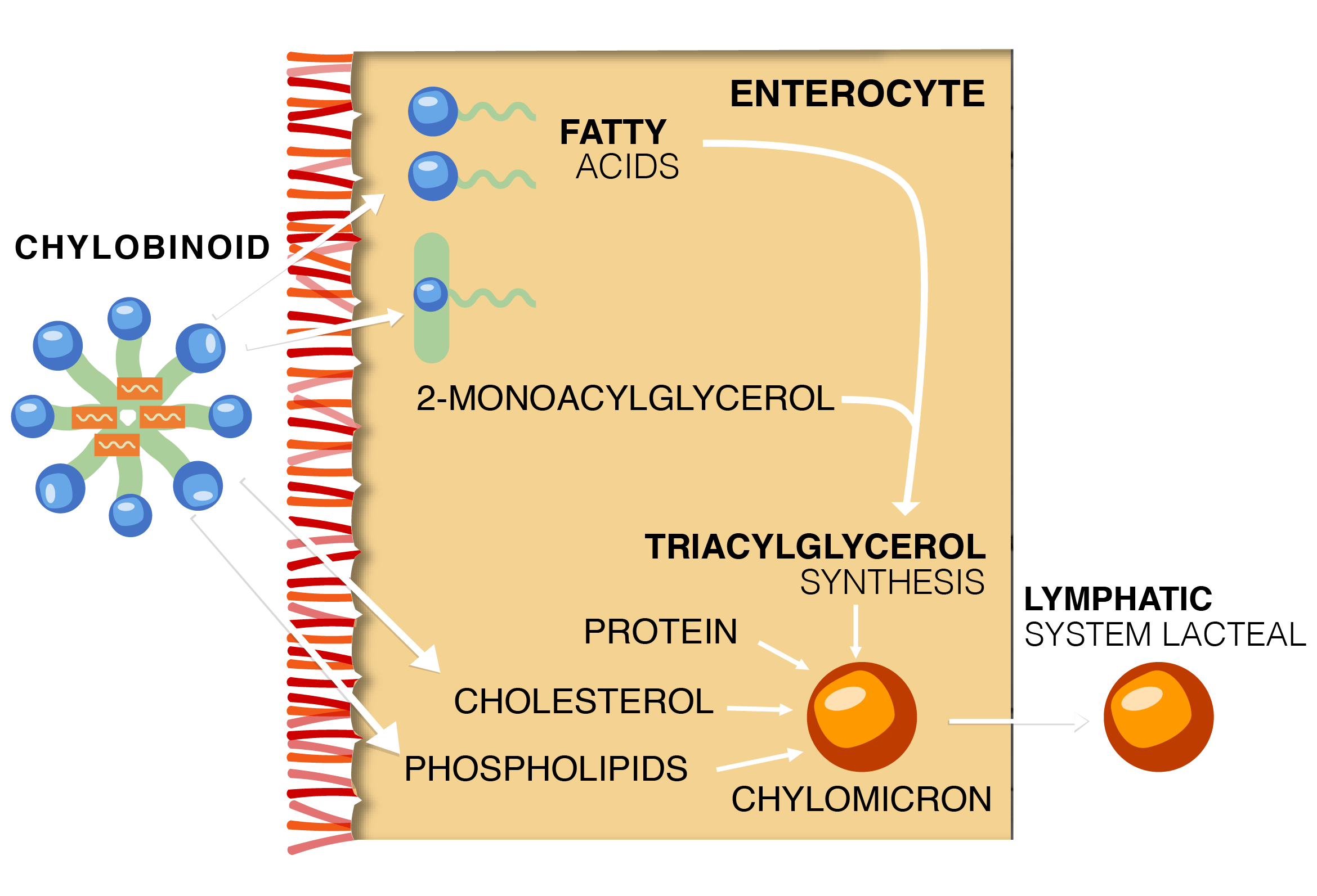 Main Home - ChyloCure