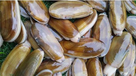Digging for Gold: Razor Clam Digging on the Oregon Coast - ClatsopNews