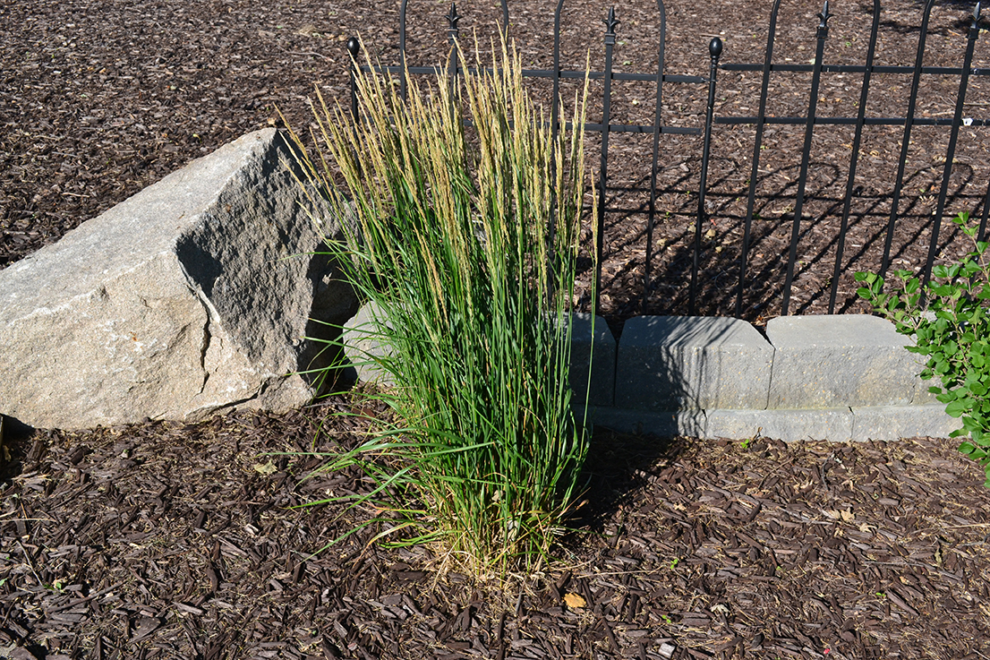 Karl Foerster Grass Plant / Karl Foerster Grass Plants How To Grow ...