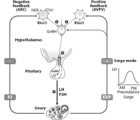 Causes of Anovulation: WHO Class 1 | Clinical Gate